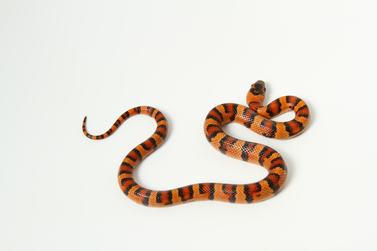 Variable King Nuevo Leon Kingsnake by TSK, Inc. - MorphMarket
