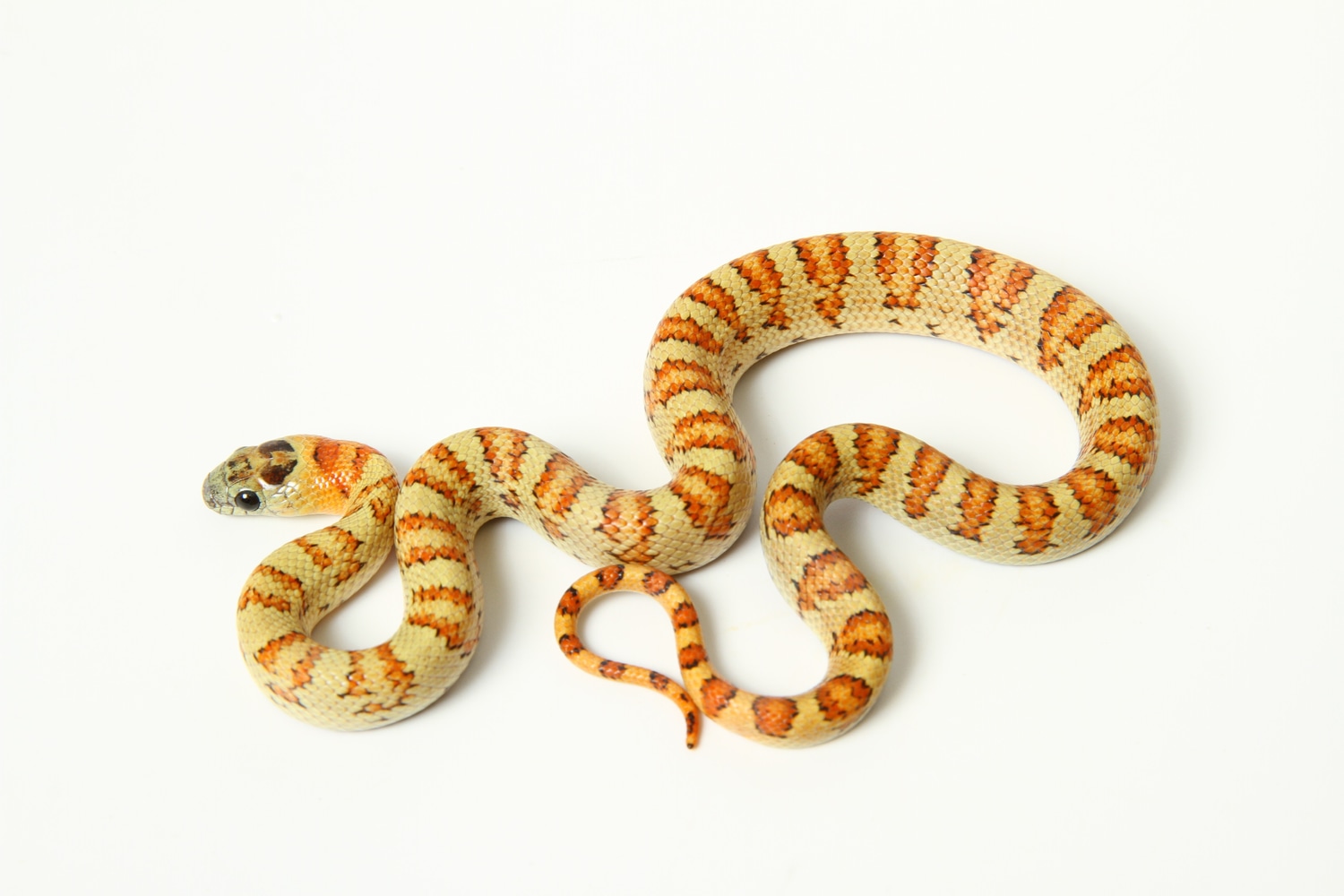 Variable King Nuevo Leon Kingsnake by TSK, Inc. - MorphMarket
