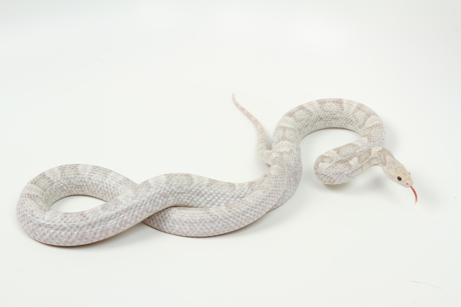 Hypo Lavender Corn Snake by TSK, Inc. - MorphMarket