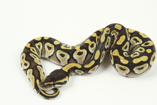 Mojave Het Axanthic Ball Python by TSK, Inc.