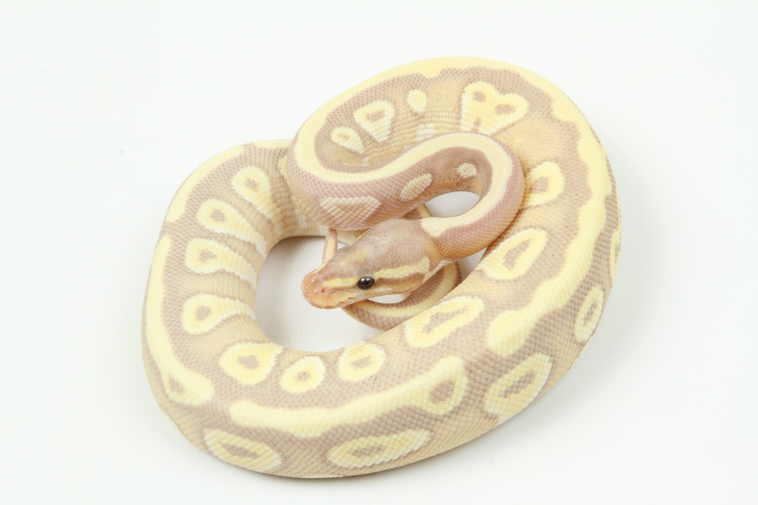 Hypo Banana Mojave Ball Python by TSK, Inc. - MorphMarket