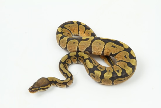 Hypo Het Tristripe Ball Python by TSK, Inc.
