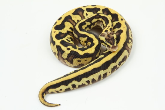 Pastel Fire Leopard Ball Python by TSK, Inc.