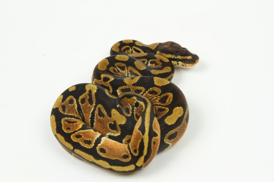 DBH Piebald Clown Ball Python by TSK, Inc.