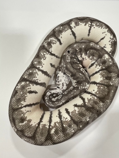 Killer Bee Ball Python by TSK, Inc.