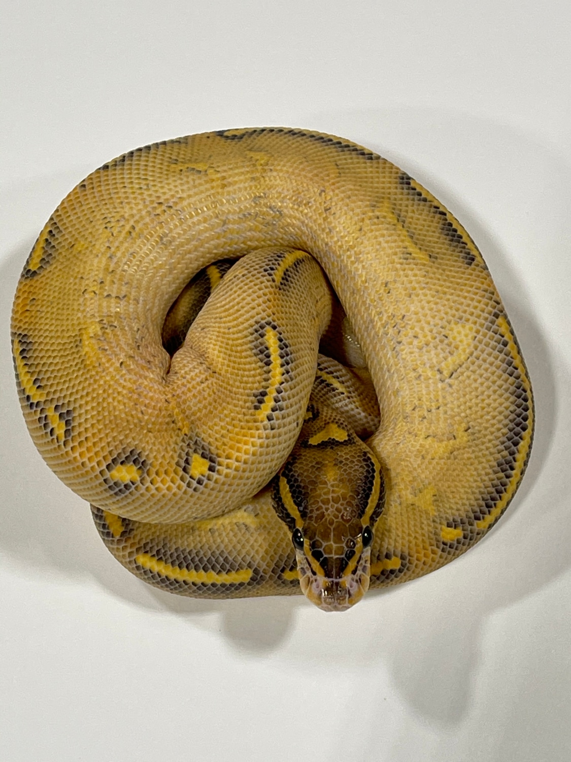 Highway Ball Python by TSK, Inc. - MorphMarket