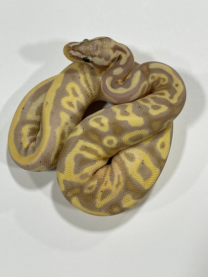 Pastel Banana Leopard Ball Python by TSK, Inc.
