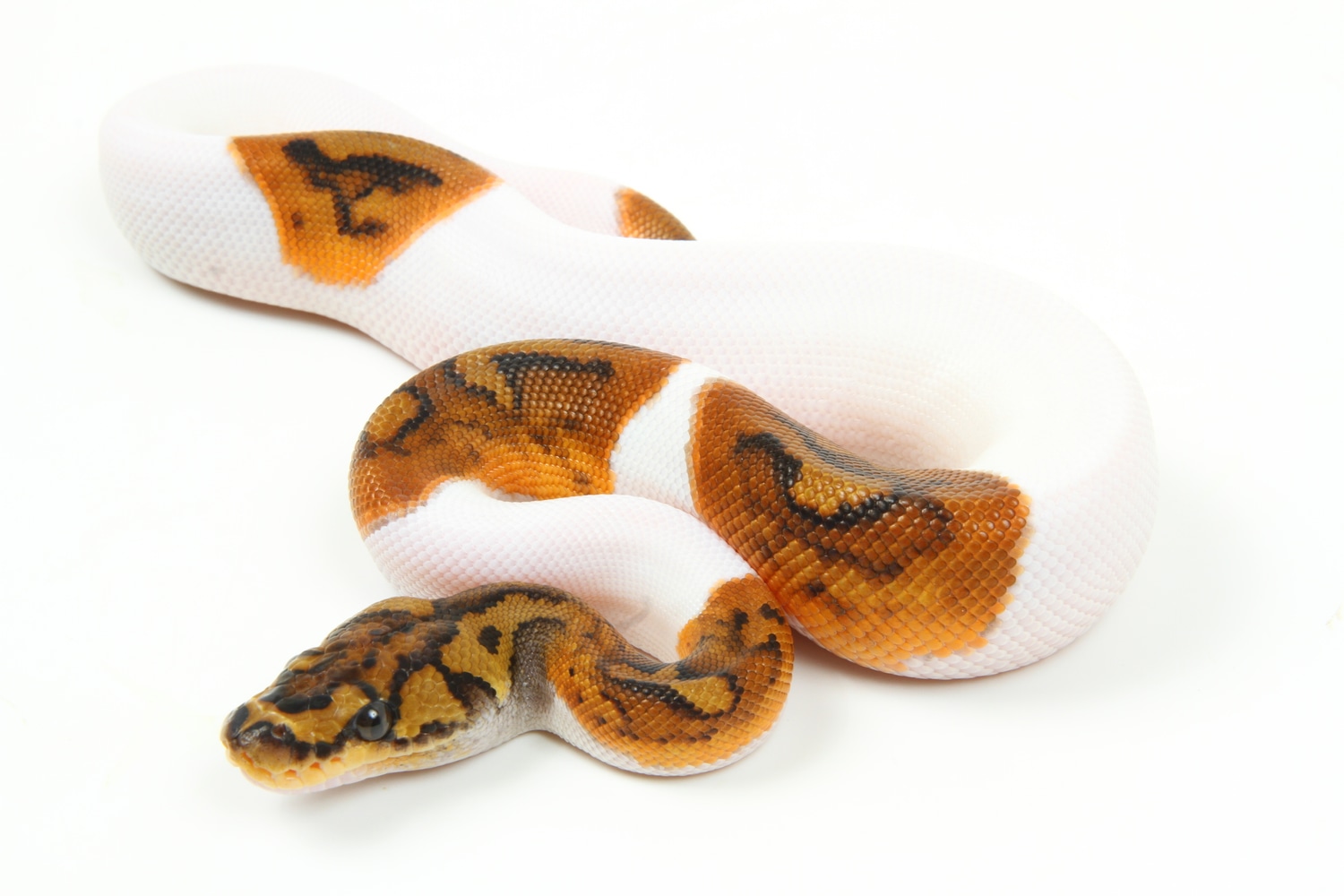 Clown Piebald Ball Python by TSK, Inc. - MorphMarket
