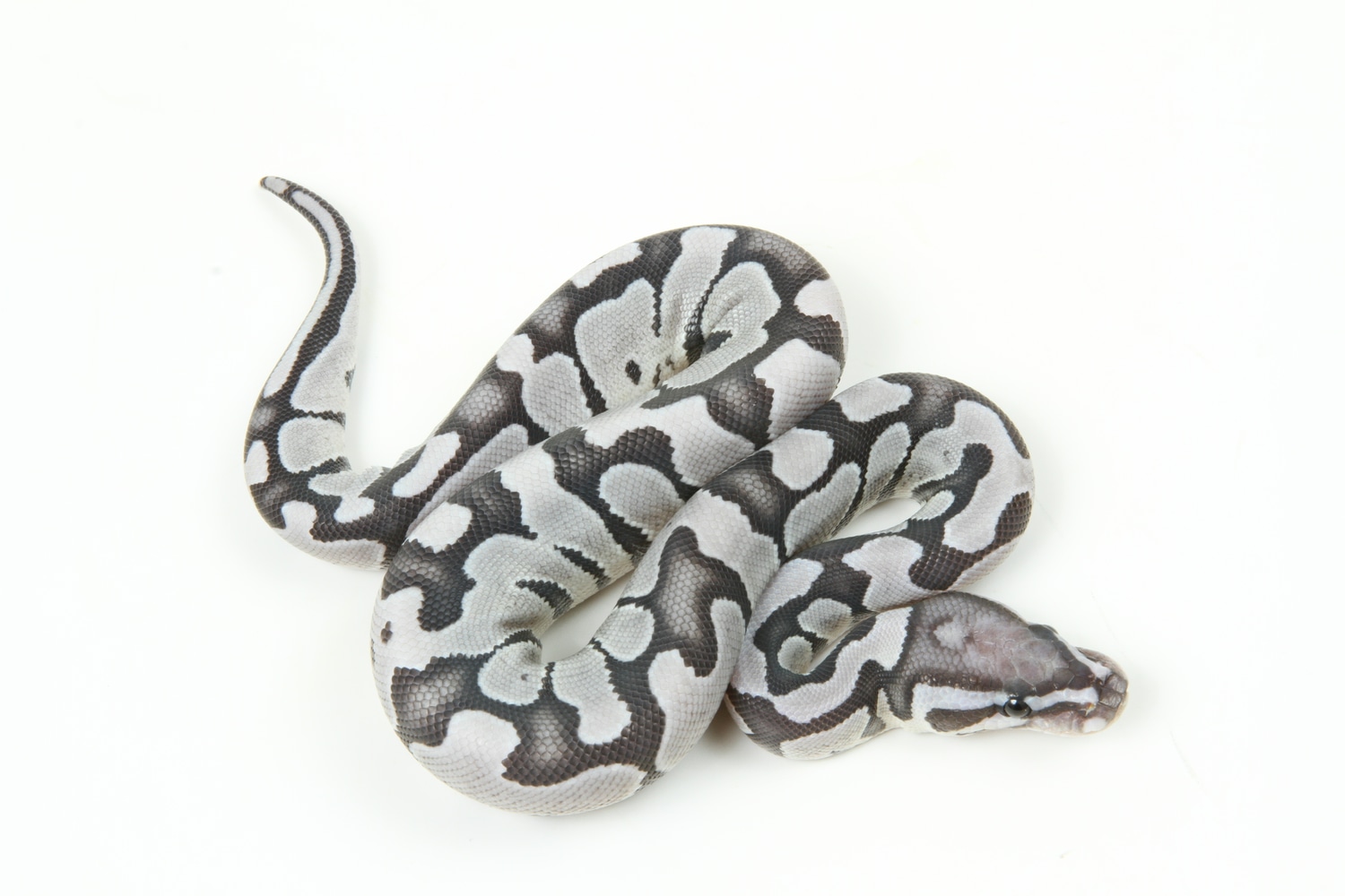True Ghost Ball Python by TSK, Inc. - MorphMarket