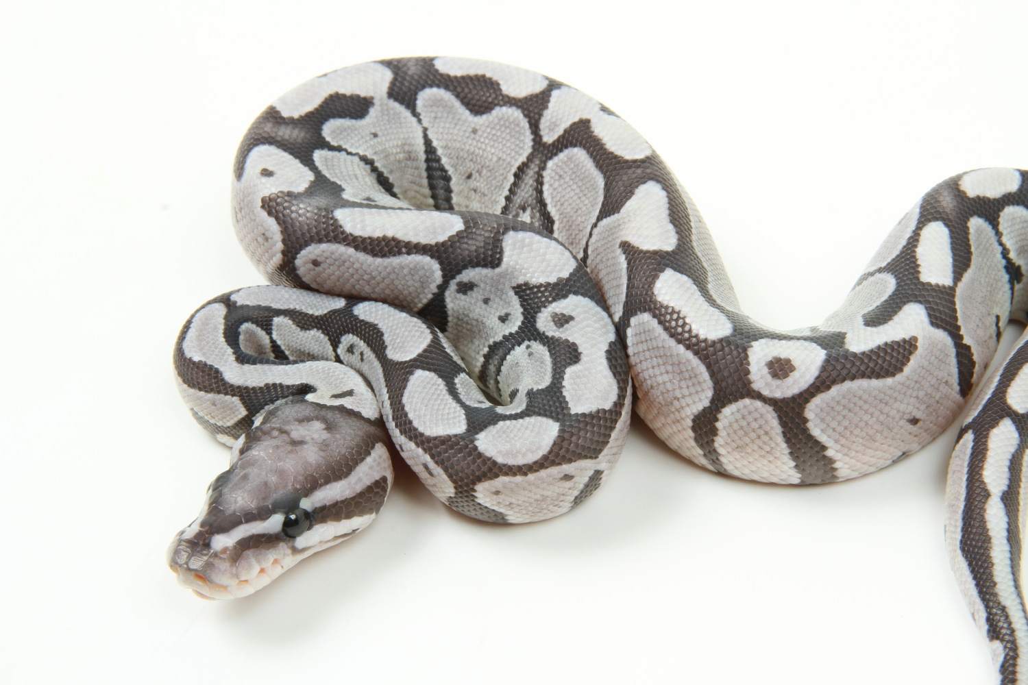 True Ghost Ball Python by TSK, Inc. - MorphMarket