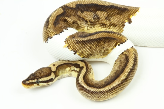 Pastel Piebald Het Clown Ball Python by TSK, Inc.