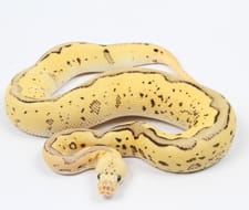 Pastel Fire Leopard Clown Ball Python by TSK, Inc. - MorphMarket