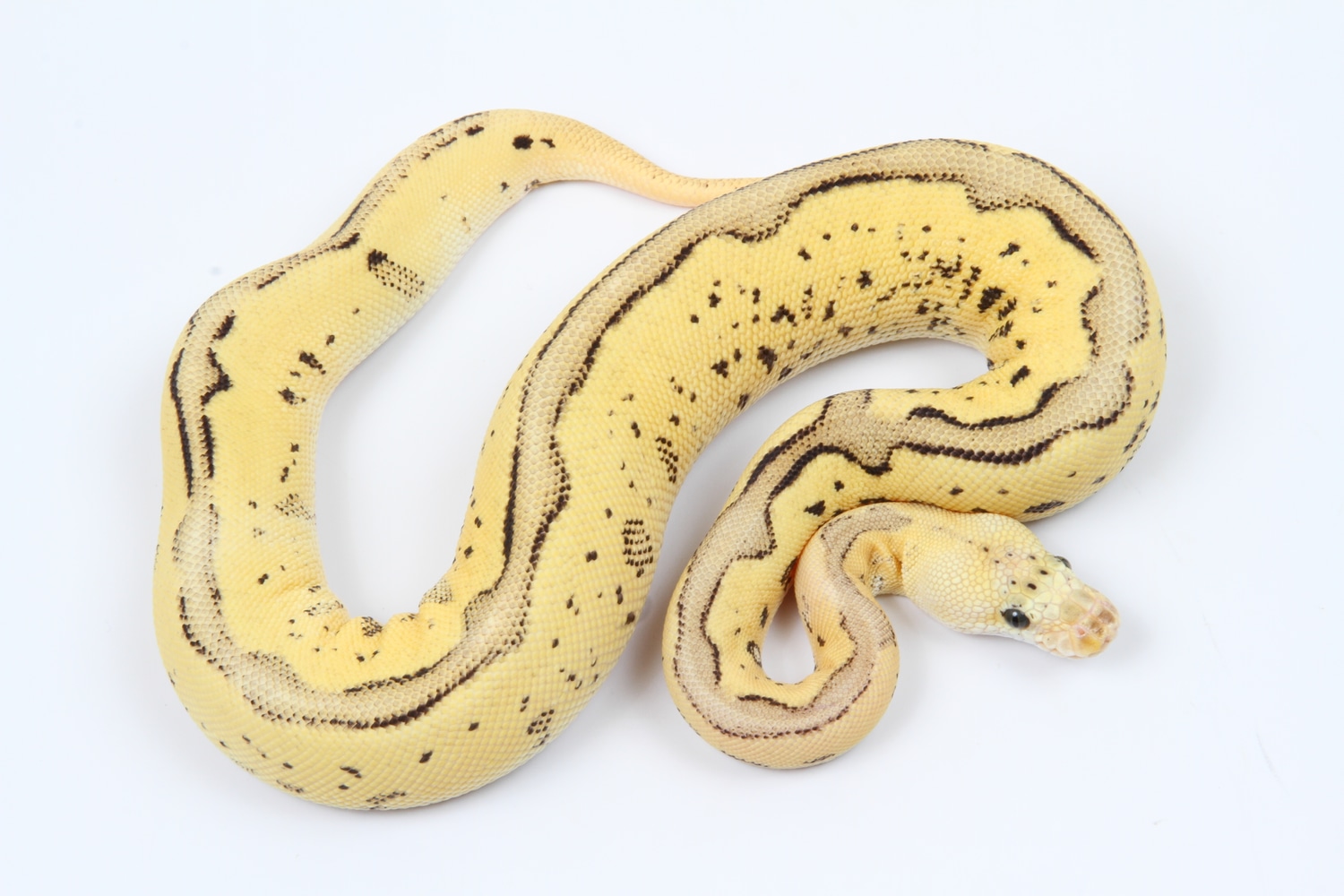 Pastel Fire Leopard Clown Ball Python by TSK, Inc. - MorphMarket