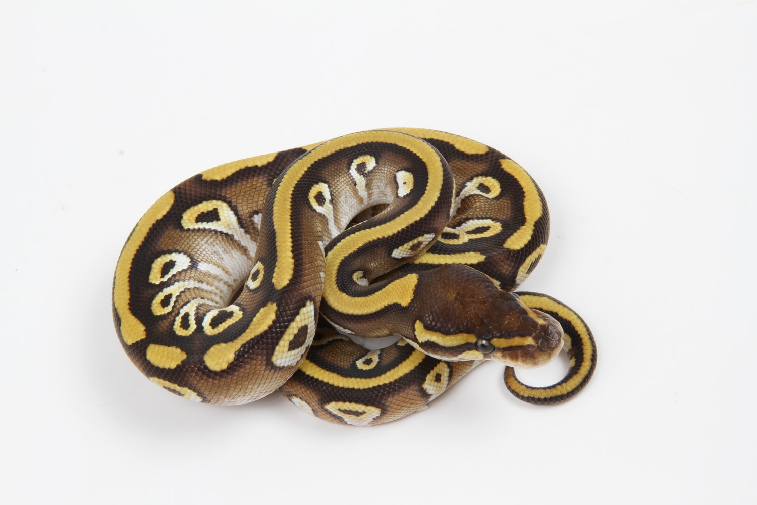 Mojave DBH Piebald Clown Ball Python by TSK, Inc. - MorphMarket