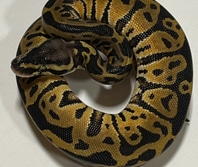 TSK Axanthic Spotnose Het Clown Ball Python by TSK, Inc. - MorphMarket