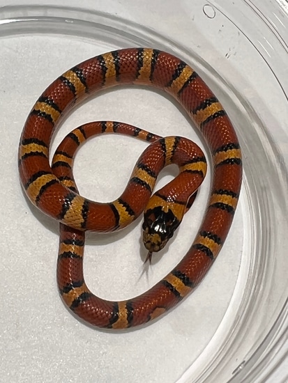 Variable Kingsnake Nuevo Leon Kingsnake by TSK, Inc.