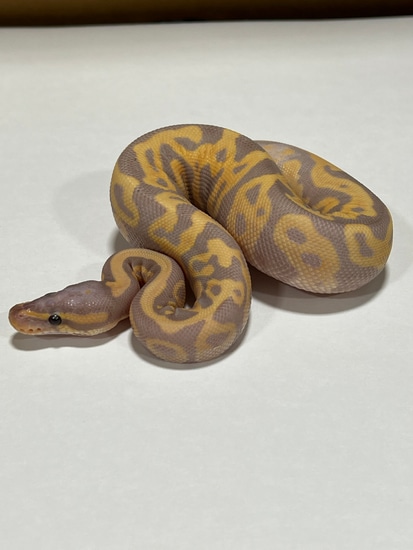 Banana Leopard Ball Python by TSK, Inc.