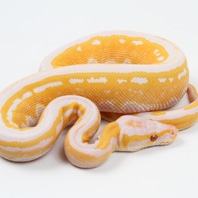Piebald Clown Ball Python by TSK, Inc. - MorphMarket