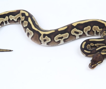 TSK Axanthic Spotnose Het Clown Ball Python by TSK, Inc. - MorphMarket