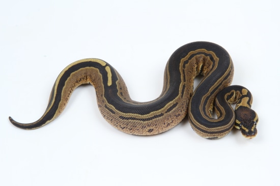 Tristripe Het Hypo Ball Python by TSK, Inc.