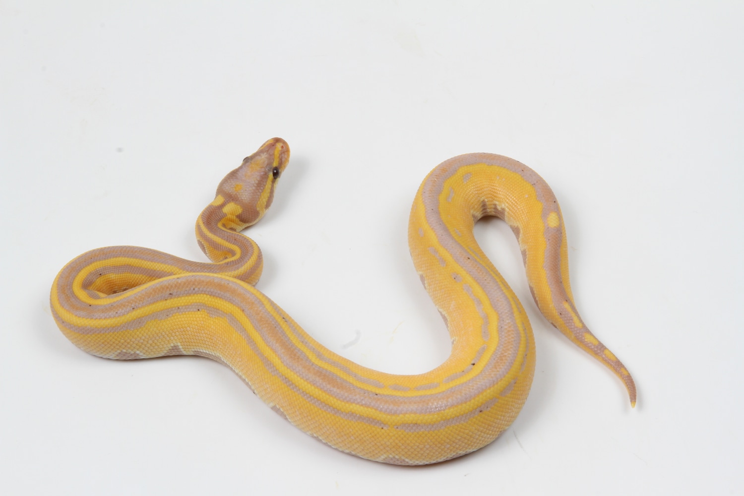 Banana Tristripe Ball Python by TSK, Inc. - MorphMarket