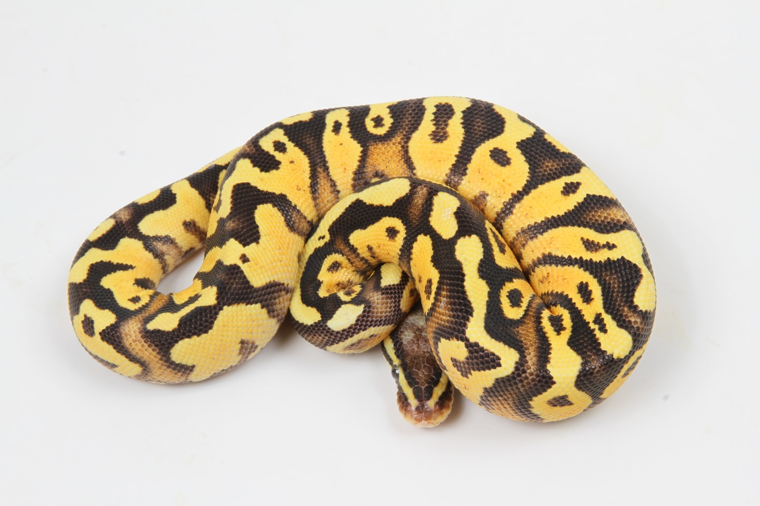 Pastel YB 50% PH Clown Ball Python by TSK, Inc. - MorphMarket