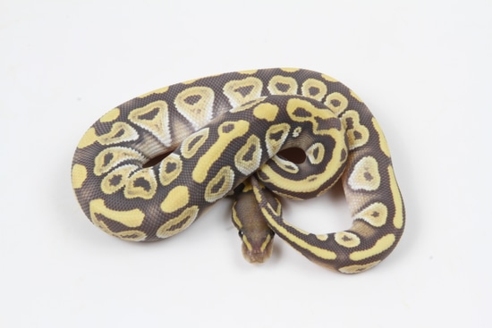 Hypo Mojave Het Tristripe Ball Python by TSK, Inc.