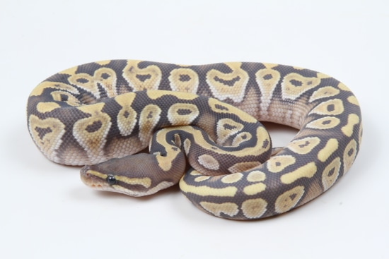 Hypo Mojave Het Tristripe Ball Python by TSK, Inc.