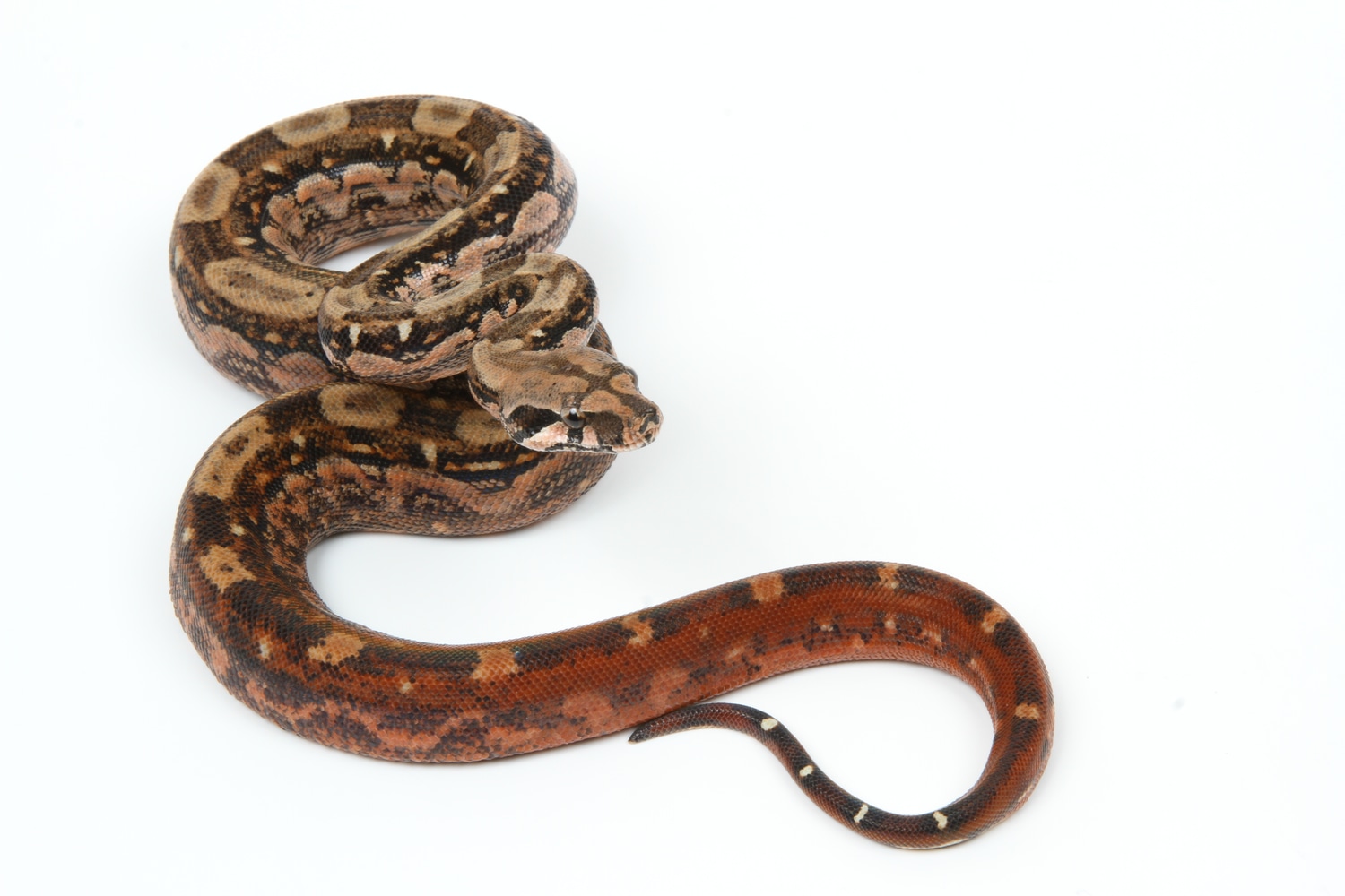 Hypo Inca 66% Type 2 Anerythristic Boa Constrictor by TSK, Inc ...