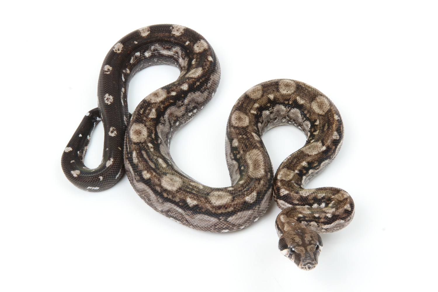 Ghost Inca Boa Constrictor by TSK, Inc. - MorphMarket
