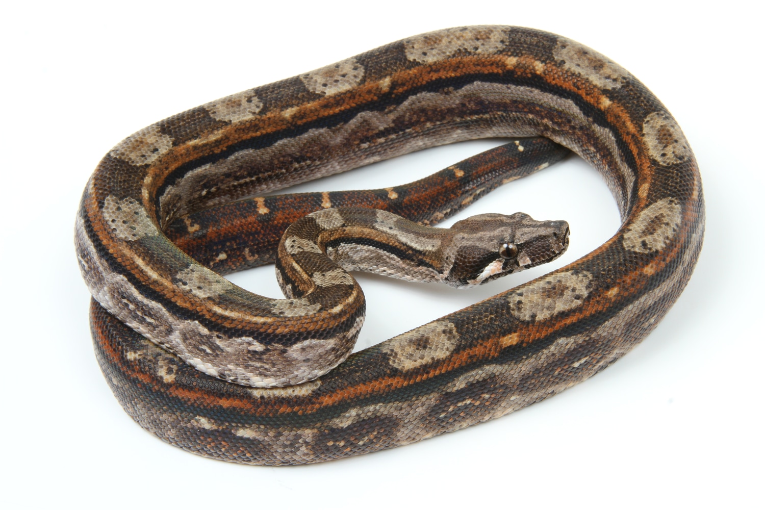 Inca Boa Constrictor by TSK, Inc. - MorphMarket