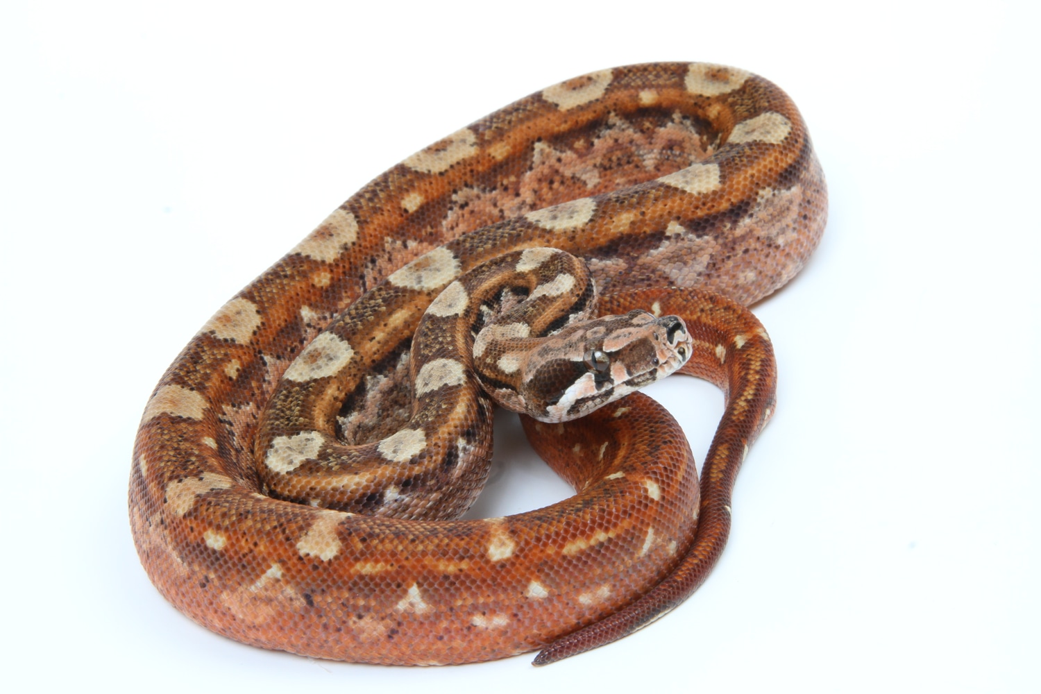 Hypo CA Inca Boa Constrictor by TSK, Inc. - MorphMarket