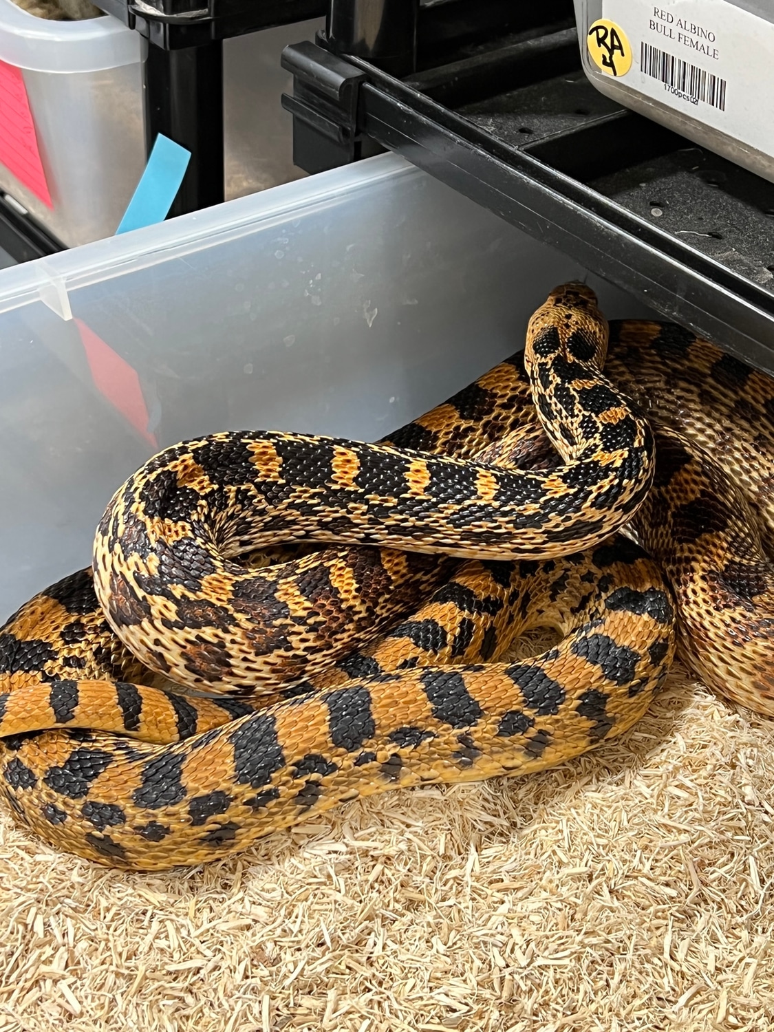 Red Het Albino Bullsnake by TSK, Inc. - MorphMarket