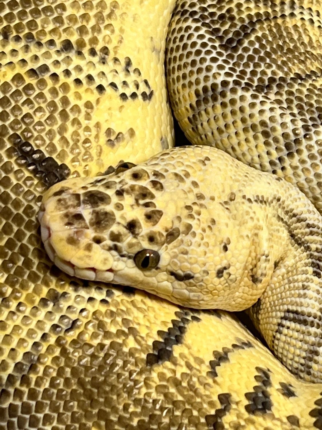 Killer Clown Ball Python by TSK, Inc. - MorphMarket