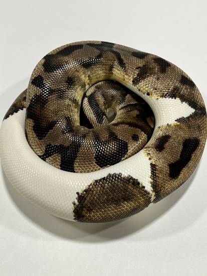 Piebald Ball Python by TSK, Inc.