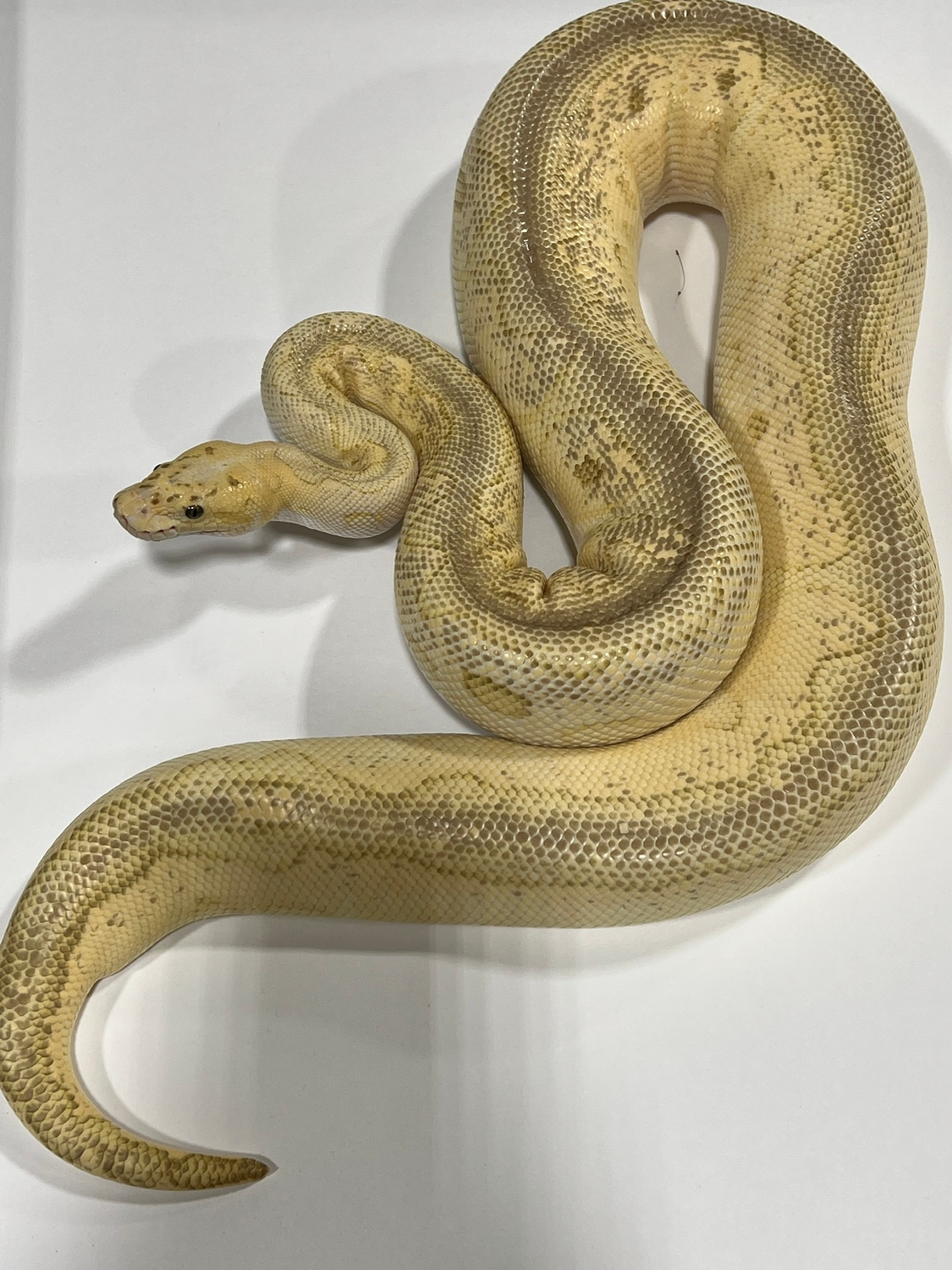 Pastel Lesser Clown Ball Python by TSK, Inc. - MorphMarket