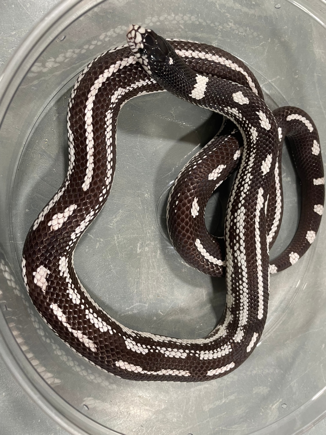 Aberrant B&W California Kingsnake by TSK, Inc. - MorphMarket