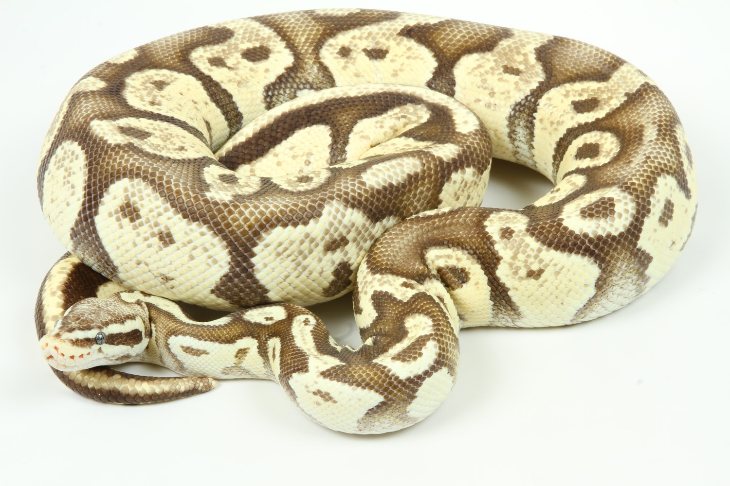 Pastel Fire Ball Python by TSK, Inc. - MorphMarket