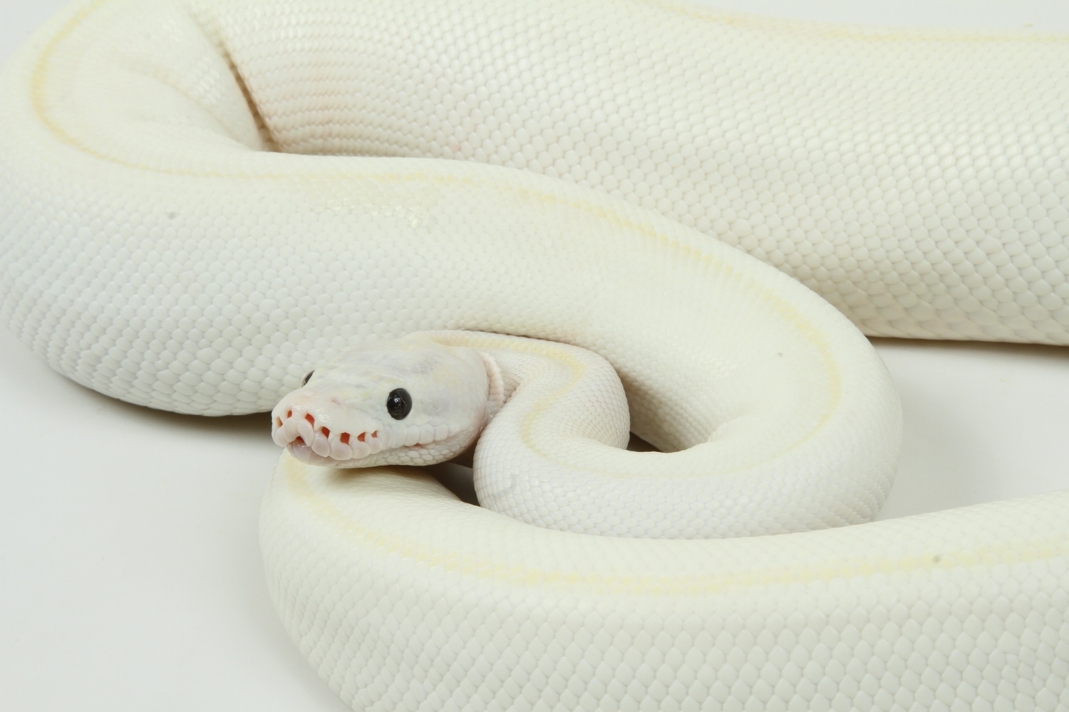 Ivory Ball Python by TSK, Inc. - MorphMarket