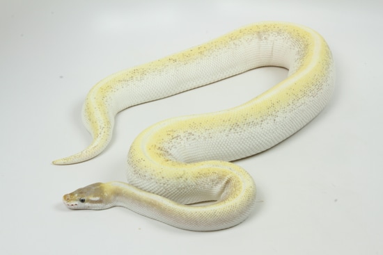 Super Mojave Het Hypo Ball Python by TSK, Inc.