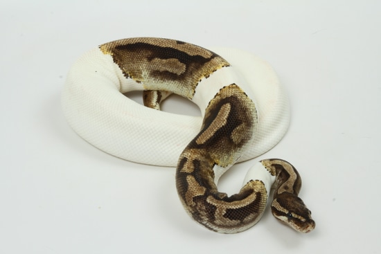 Piebald Ball Python by TSK, Inc.