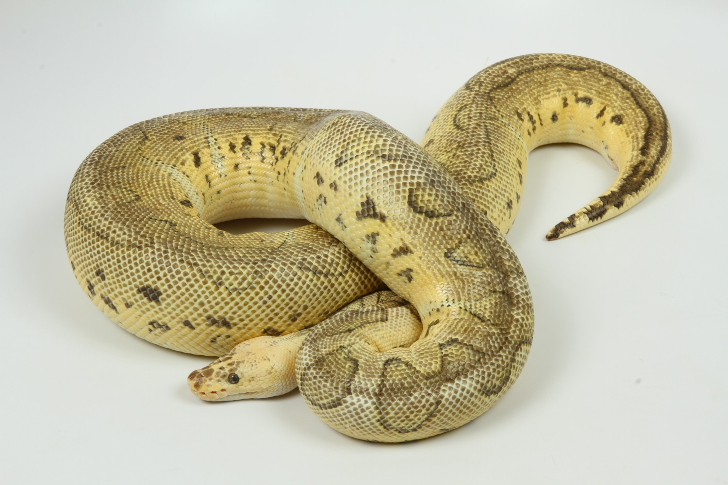 Super Pastel Clown Ball Python by TSK, Inc. - MorphMarket
