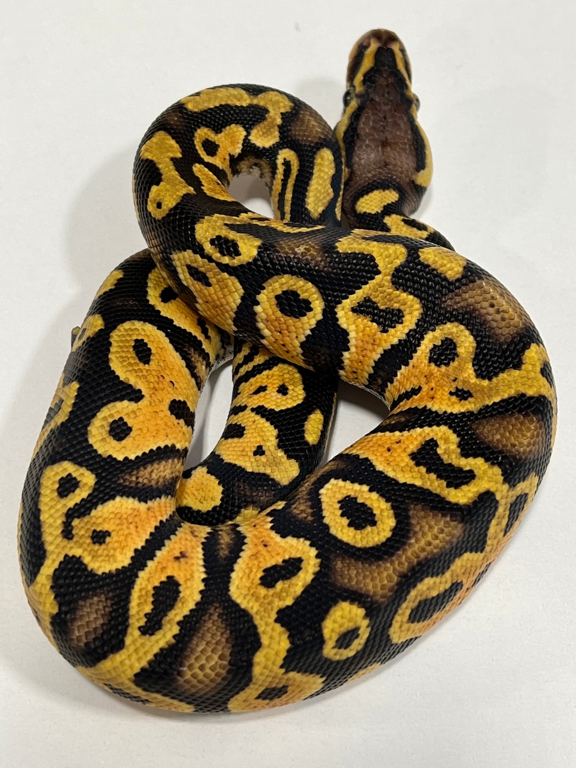 Pastel Gravel Ball Python by TSK, Inc. - MorphMarket