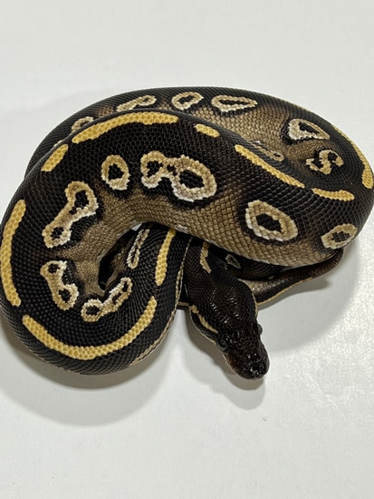 Black Head Mojave Ball Python by TSK, Inc.