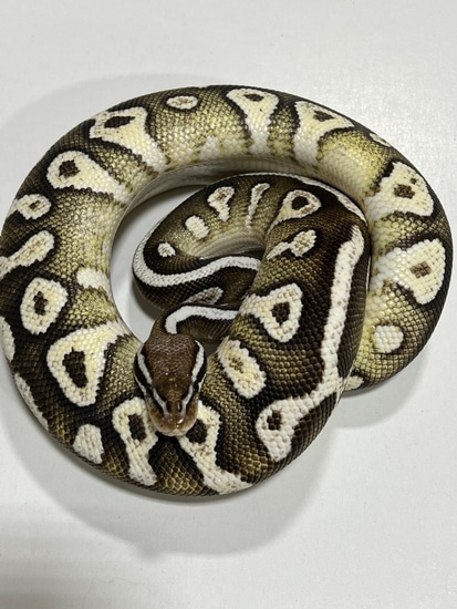 Pastel Axanthic Mojave Ball Python by TSK, Inc.