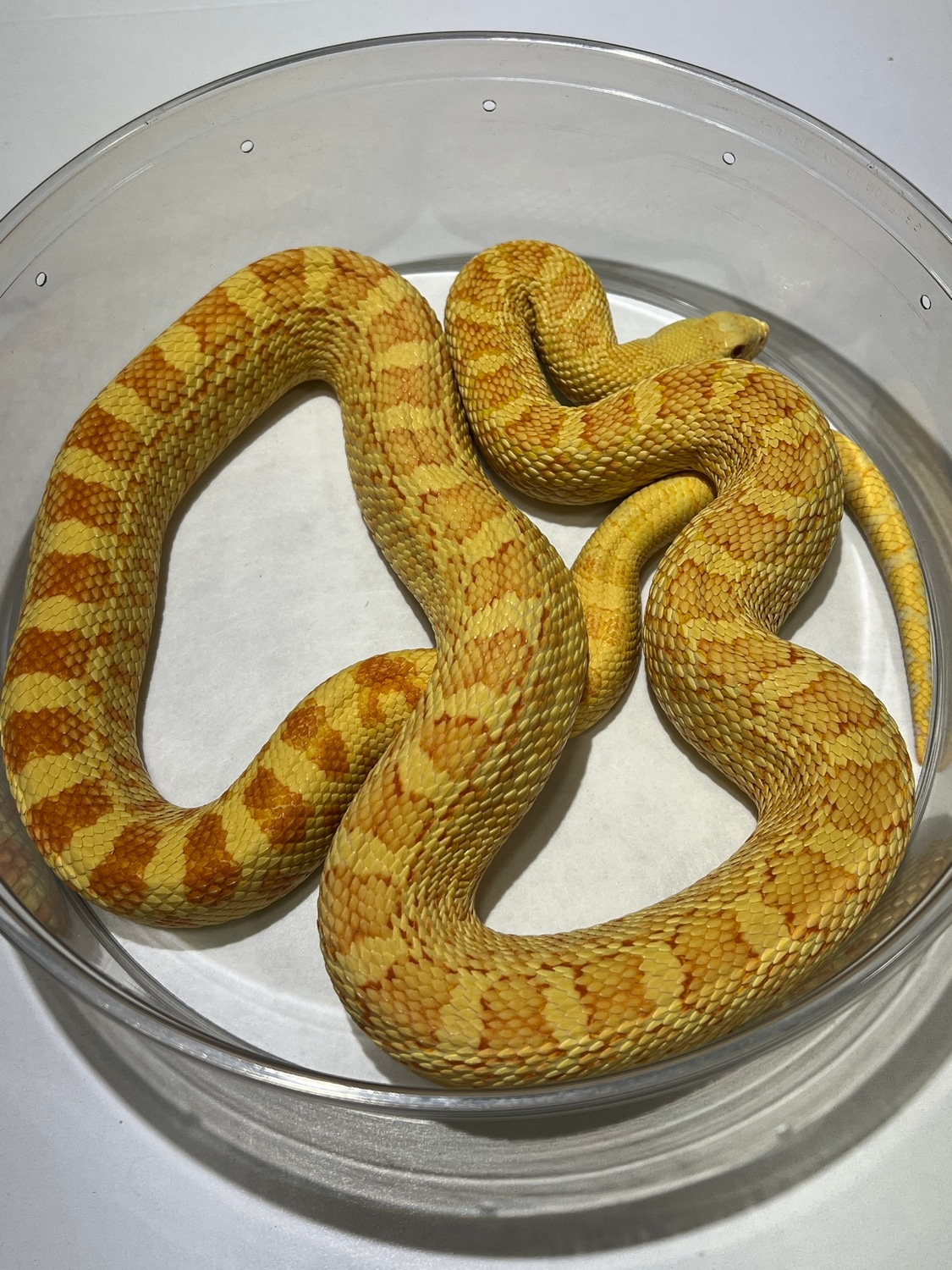 Hypo (Stillwater) Albino Bullsnake by TSK, Inc. - MorphMarket