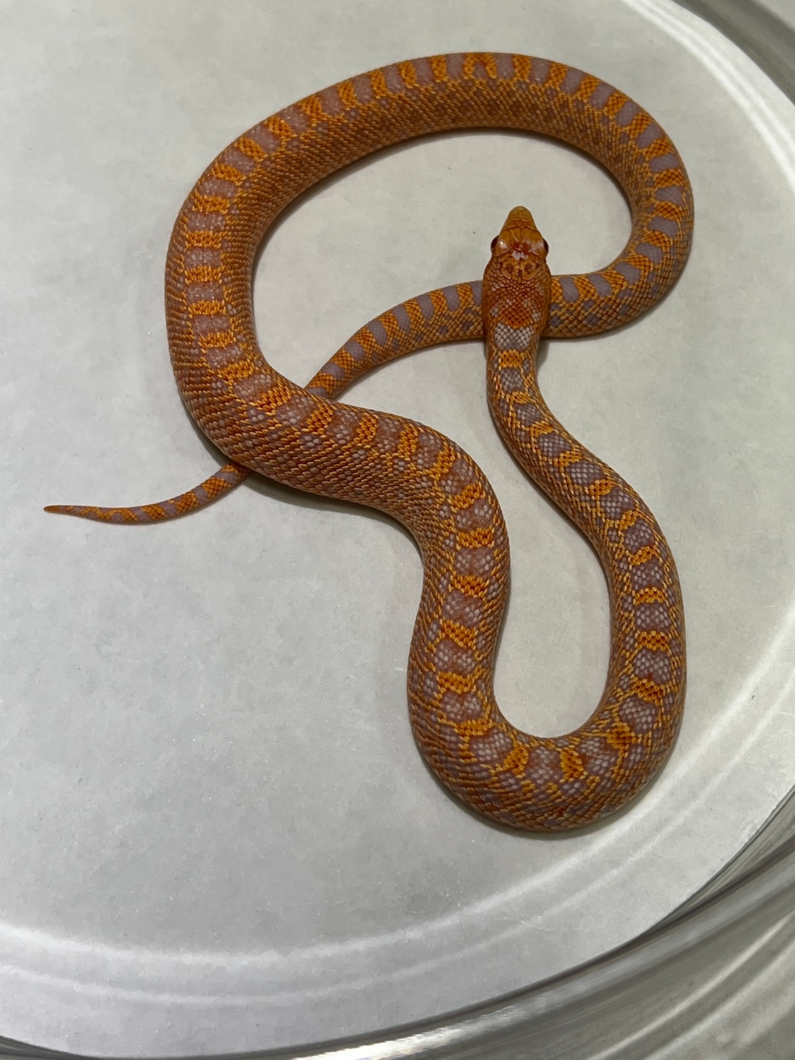 Red Albino Bullsnake by TSK, Inc. - MorphMarket