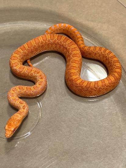 Red Albino Bullsnake by TSK, Inc.