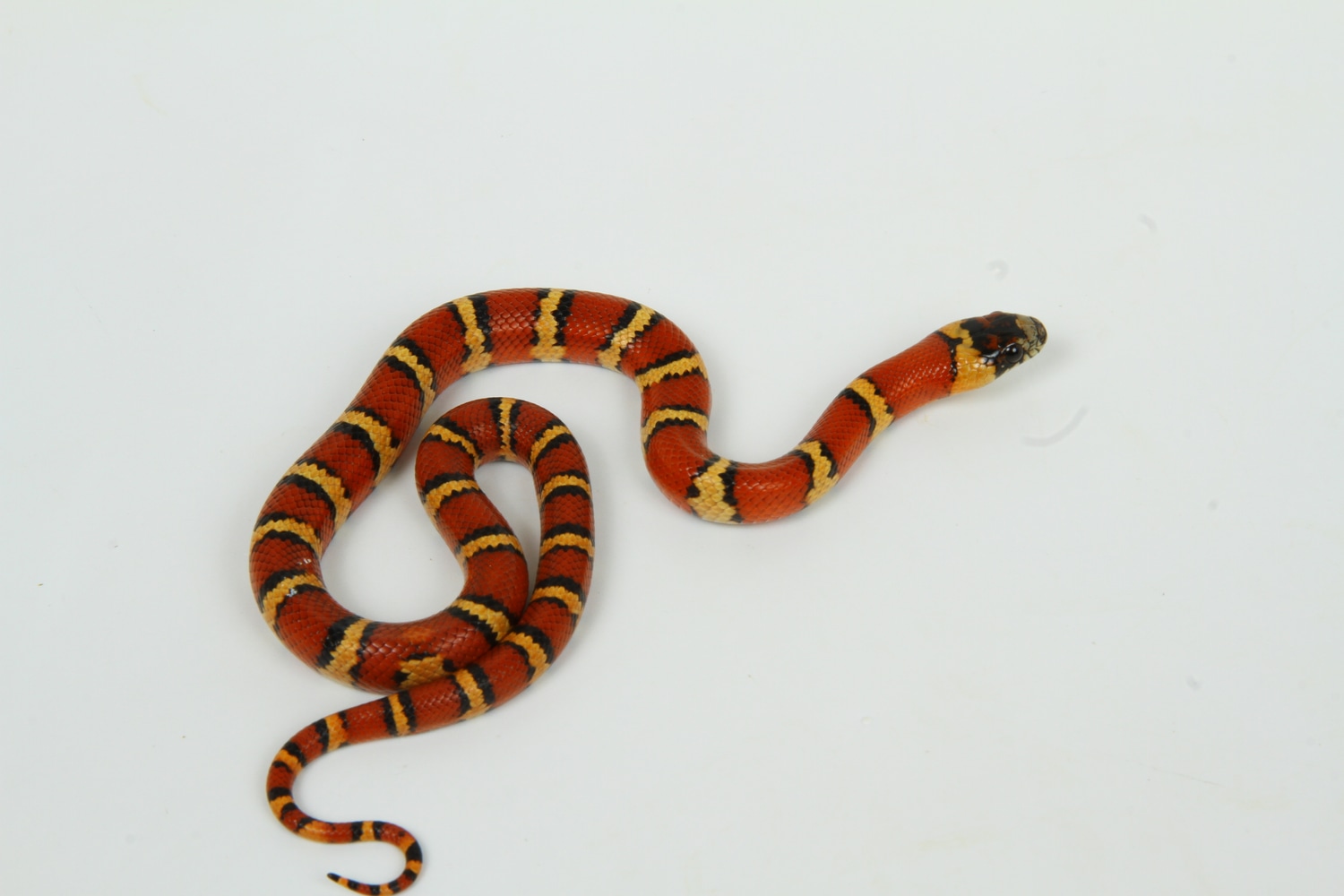 Variable King Nuevo Leon Kingsnake by TSK, Inc. - MorphMarket