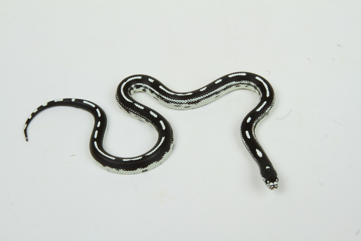 Aberrant California Kingsnake by TSK, Inc. - MorphMarket